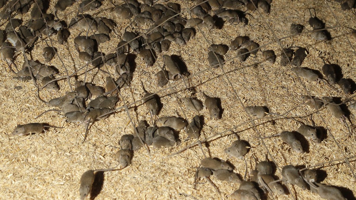 Invasão de bilhões de ratos de proporções bíblicas ameaça a escassez de ...